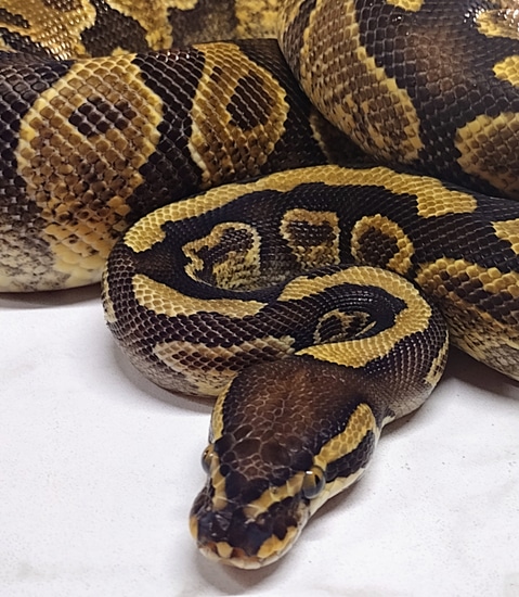 Hurricane Blaze Enchi Yellow Belly Ball Python by Bizzy Balls