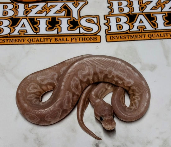 Banana Gargoyle Ball Python by Bizzy Balls