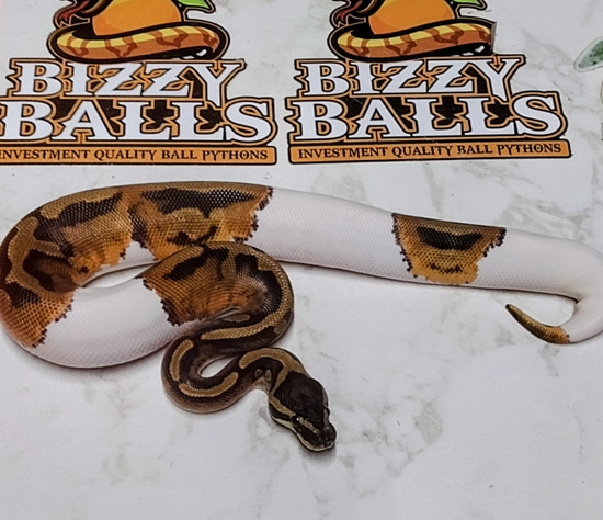 Enchi Pied Ball Python by Bizzy Balls