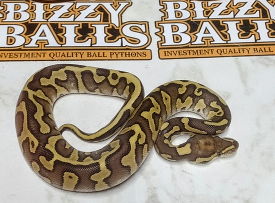 Lesser Leopard Het Clown Ball Python by Bizzy Balls