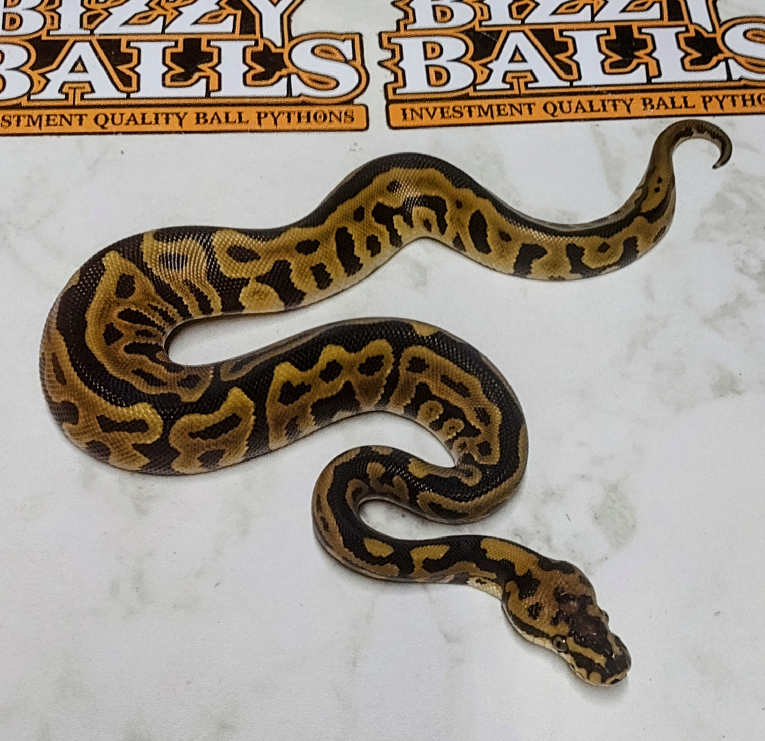 Spotnose Leopard Het Clown Ball Python by Bizzy Balls - MorphMarket