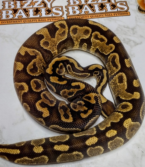 Hurricane Blaze Enchi Yellow Belly Ball Python by Bizzy Balls