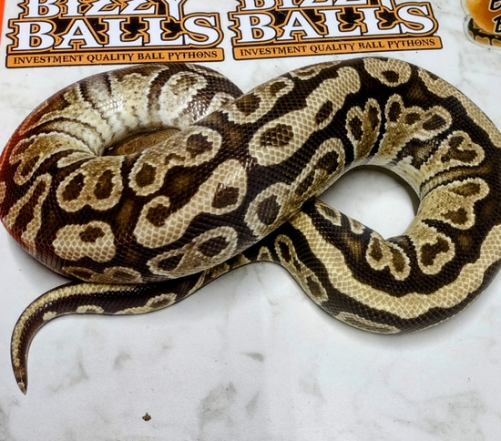 Hurricane Fire Ball Python by Bizzy Balls