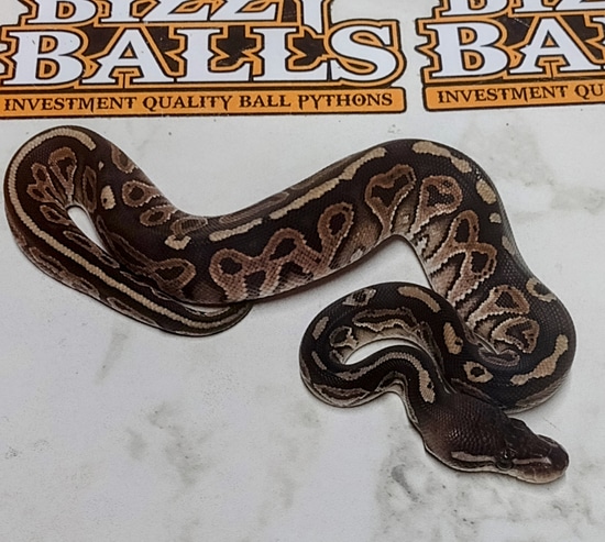Cinnamon Hurricane Ball Python by Bizzy Balls