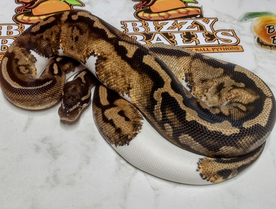 Hurricane Pied Ball Python by Bizzy Balls
