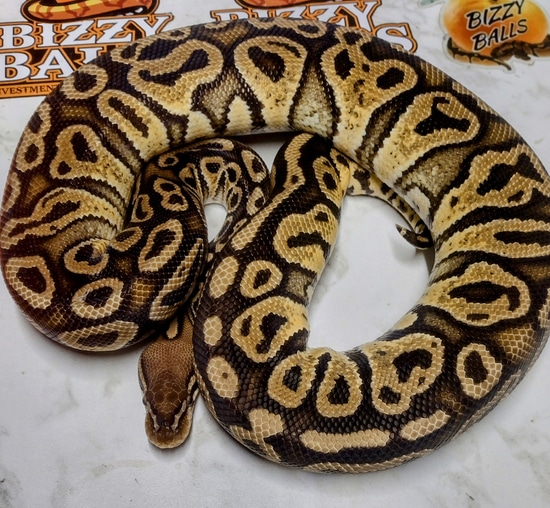 Pastel Hurricane Ball Python by Bizzy Balls