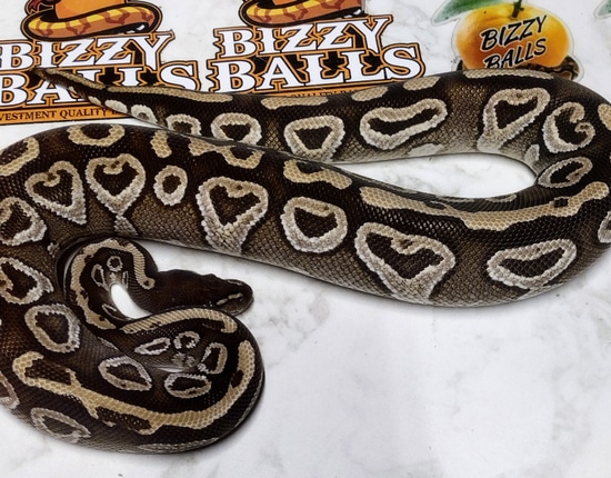 Mojave Hurricane Ball Python by Bizzy Balls
