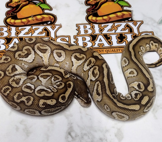 Hurricane Lesser Ball Python by Bizzy Balls