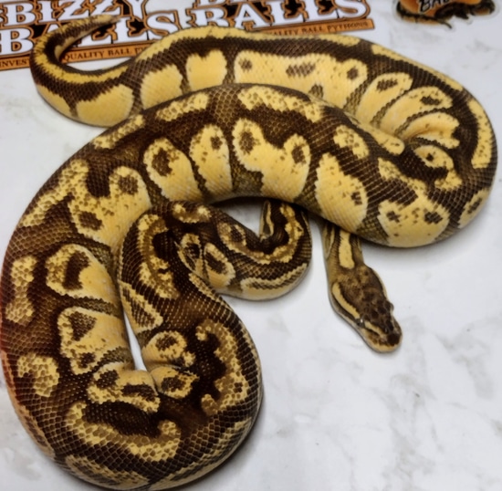 Hurricane Blaze Enchi Fire Vanilla Yellowbelly Ball Python by Bizzy Balls