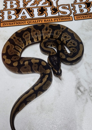 Confusion Ball Python by Bizzy Balls