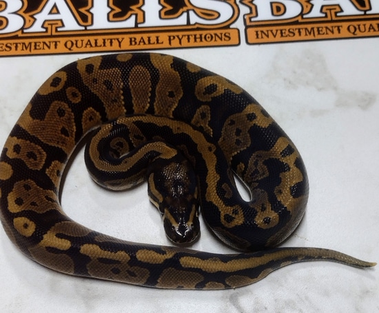 Confusion 100% Het Ghost Ball Python by Bizzy Balls