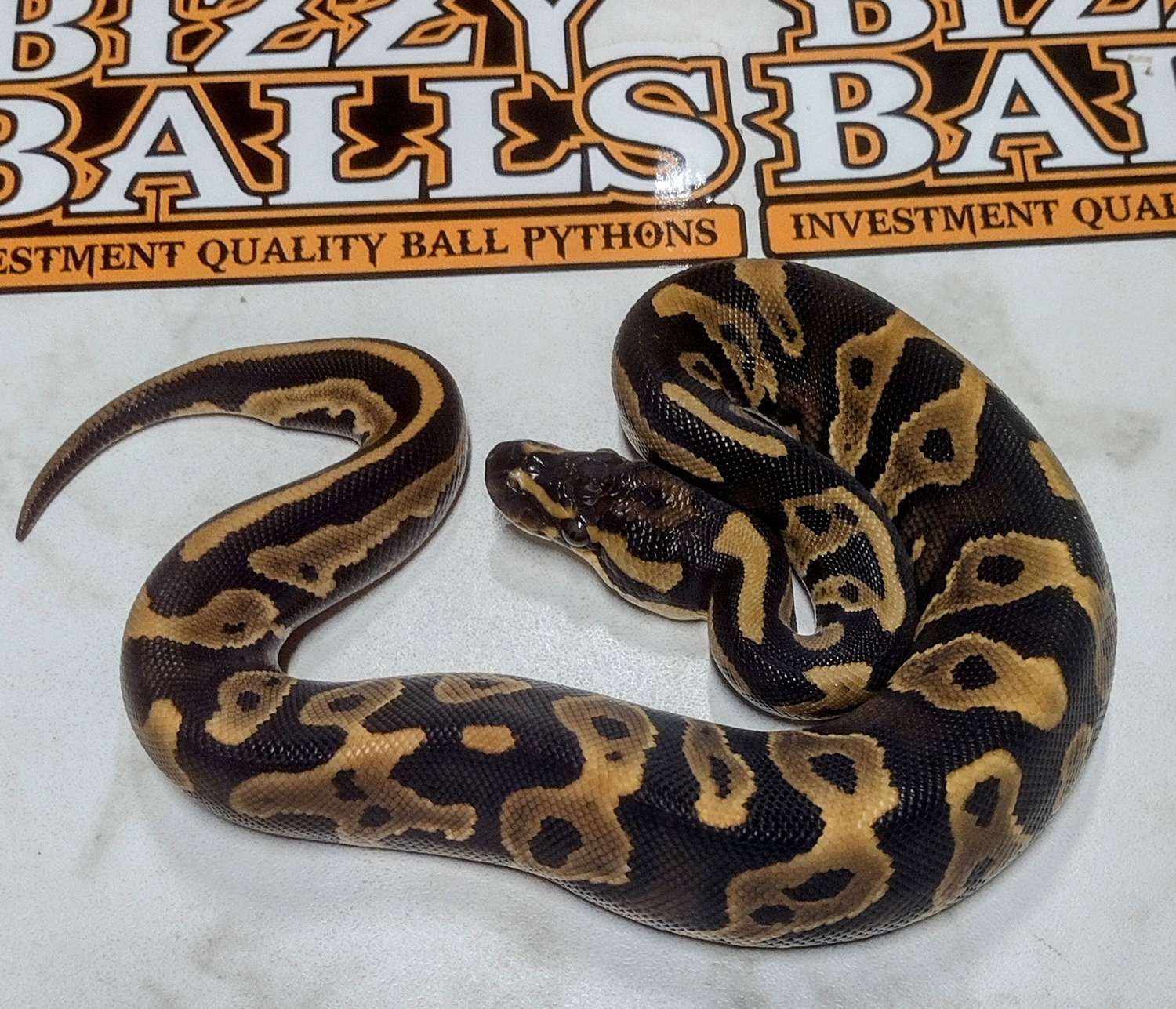 Leopard 100% Het Pied Ball Python by Bizzy Balls - MorphMarket