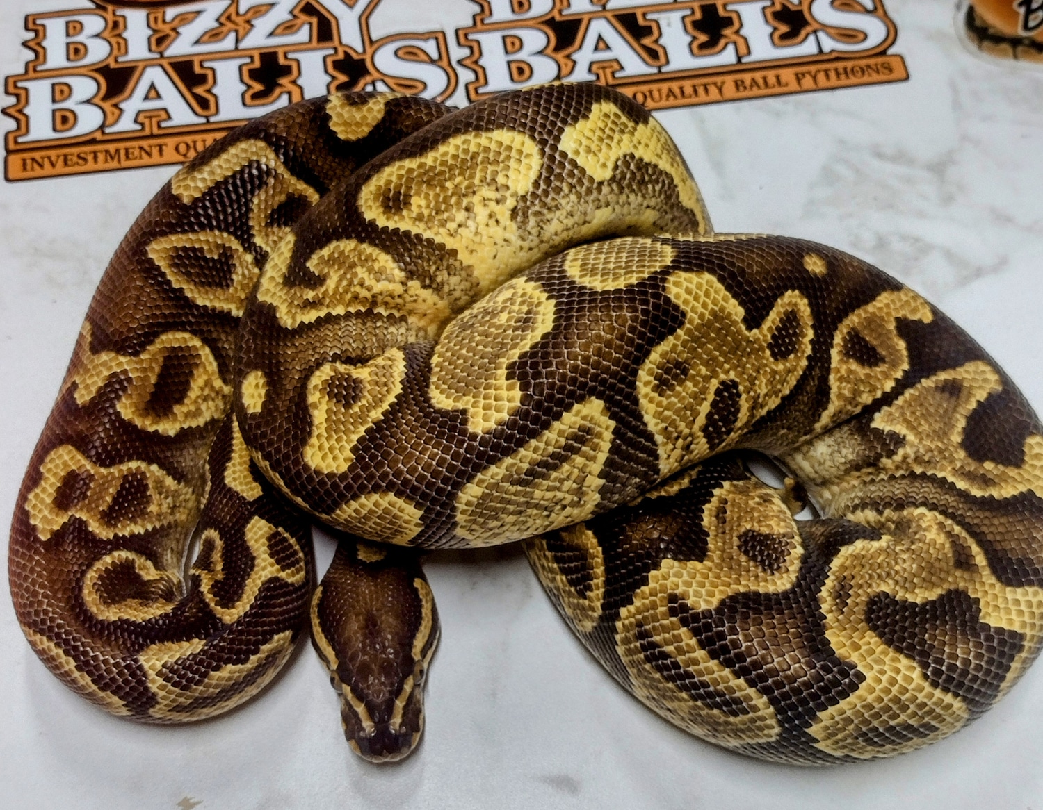 Hurricane Blaze Enchi Yellow Belly Ball Python by Bizzy Balls - MorphMarket