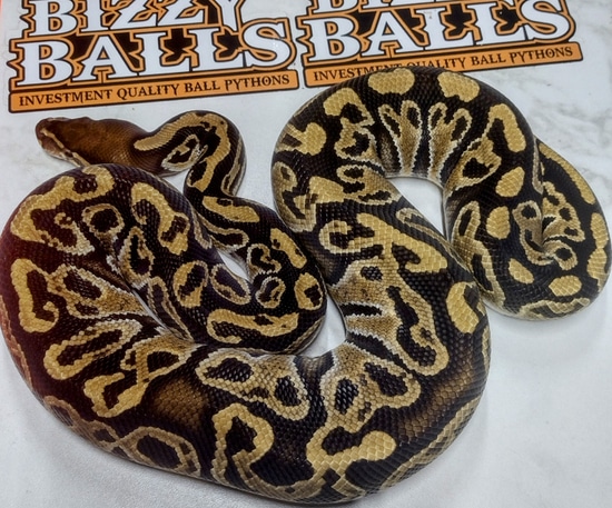 Hurricane 100% Het Ghost 66% Het Clown Ball Python by Bizzy Balls