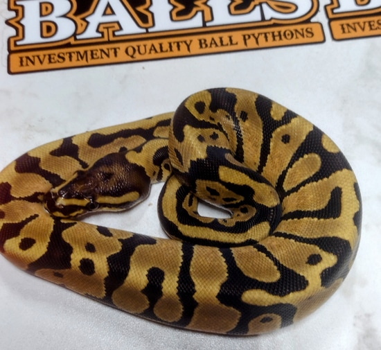 Enchi Confusion Ball Python by Bizzy Balls