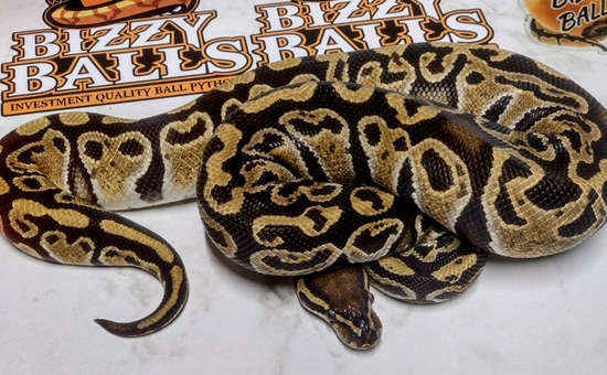 Hurricane 100% Het Ghost 66% Het Clown Ball Python by Bizzy Balls