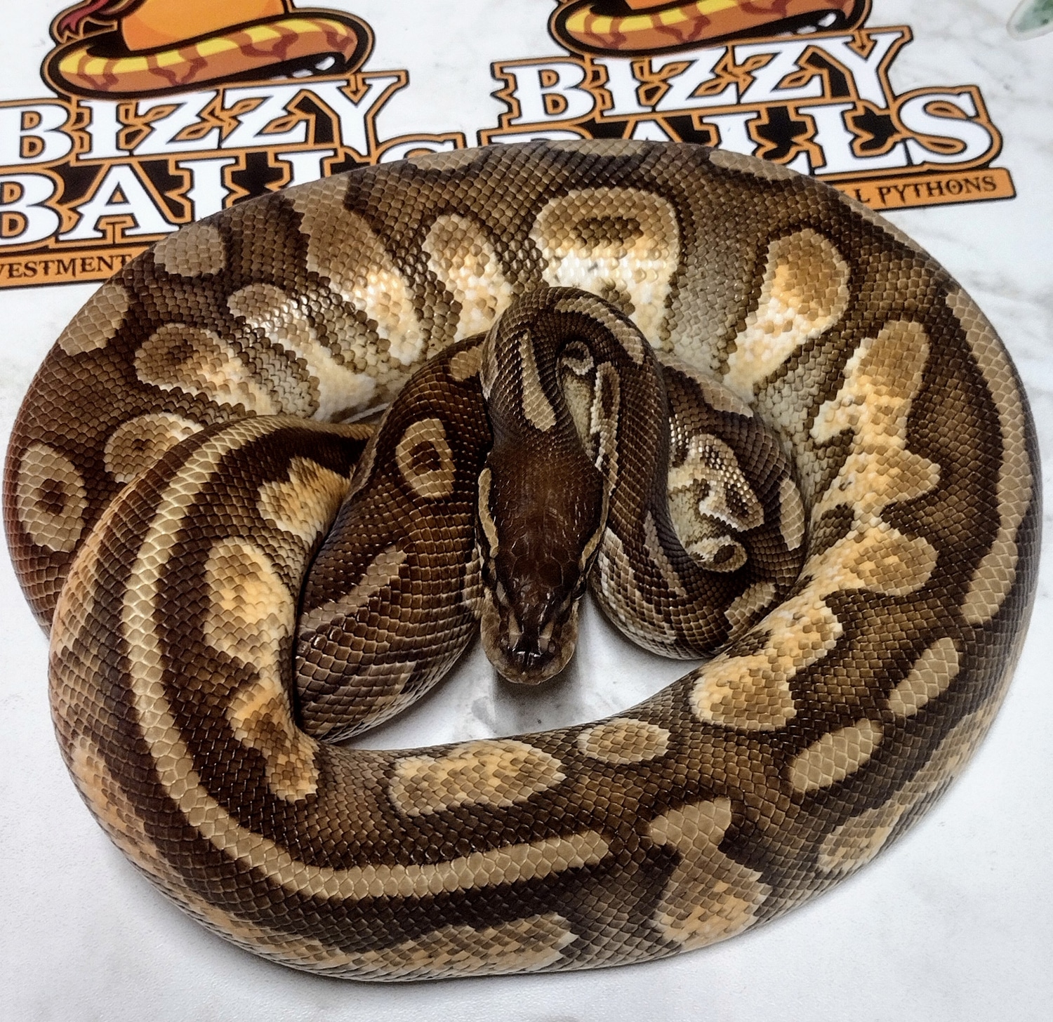 Hurricane Cinnamon Enchi Yellow Belly Het Pied Ball Python by Bizzy ...