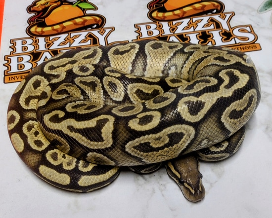 Hurricane Orange Dream Ghost Ball Python by Bizzy Balls