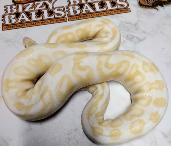 Albino Hurricane Ball Python by Bizzy Balls