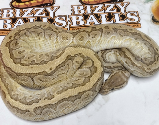 Hurricane Lesser Pinstripe Het Clown Ball Python by Bizzy Balls