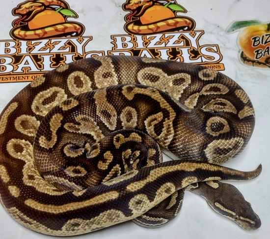 Hurricane Blaze Enchi Het Pied Ball Python by Bizzy Balls