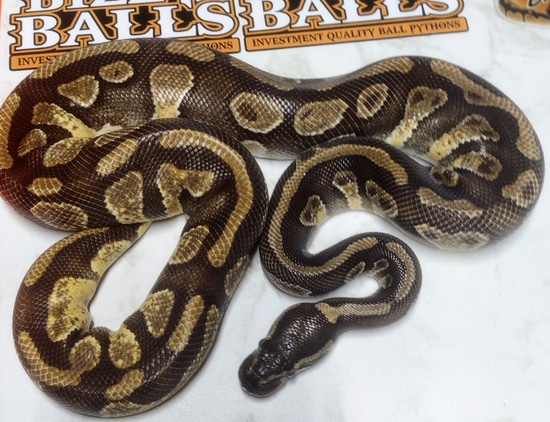 Hurricane Enchi 66% Het Pied Ball Python by Bizzy Balls