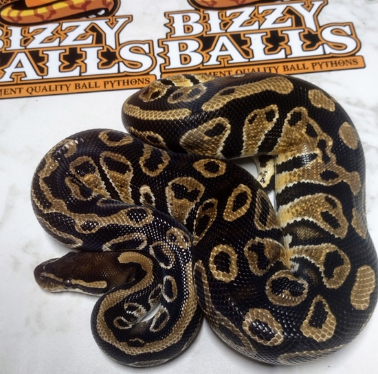 Hurricane 66% Het Genetic Stripe 66% Het Pied Ball Python by Bizzy Balls