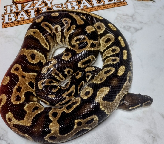 Hurricane Yellow Belly Het Pied Ball Python by Bizzy Balls