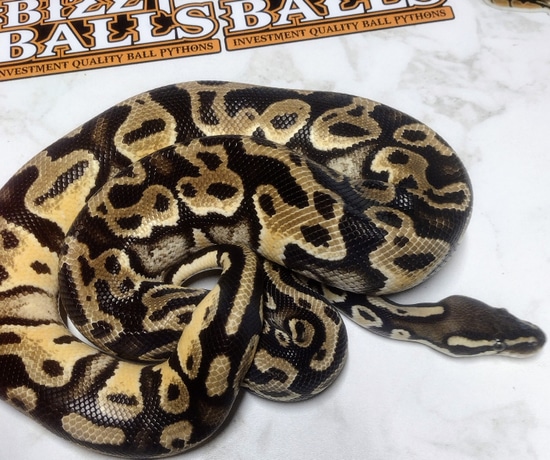Hurricane Pastel Orange Dream Het Ghost Ball Python by Bizzy Balls