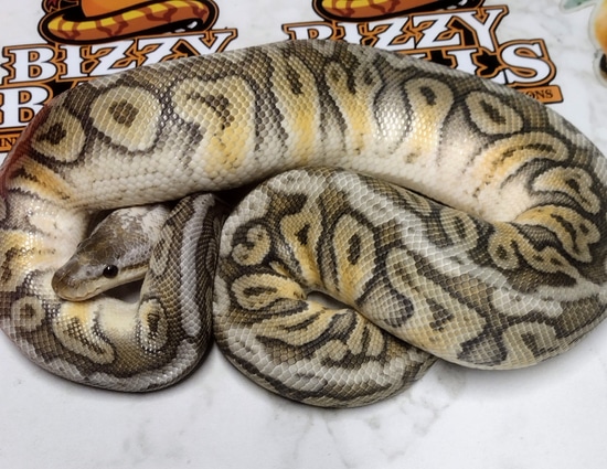 Super Pastel Hidden Gene Woma Fire Het Clown Ball Python by Bizzy Balls