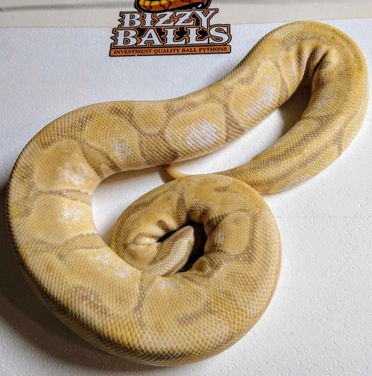 Super Banana Ball Python by Bizzy Balls