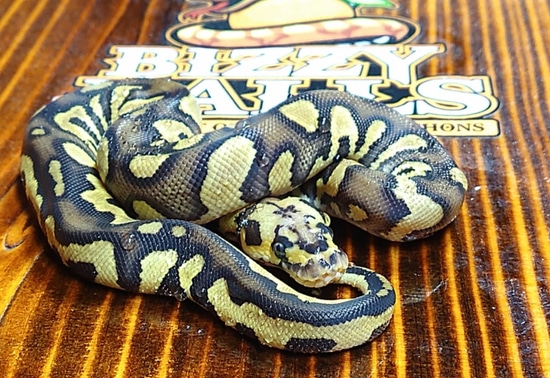 Pastel Raven Clown Ball Python by Bizzy Balls