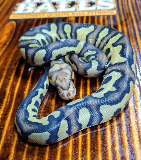 Od Ghi Blade Clown Ball Python by Bizzy Balls