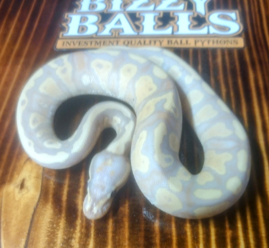 Banana Blaze Enchi 100% Het Pied Ball Python by Bizzy Balls