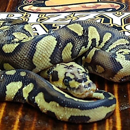 Pastel Raven Clown Ball Python by Bizzy Balls