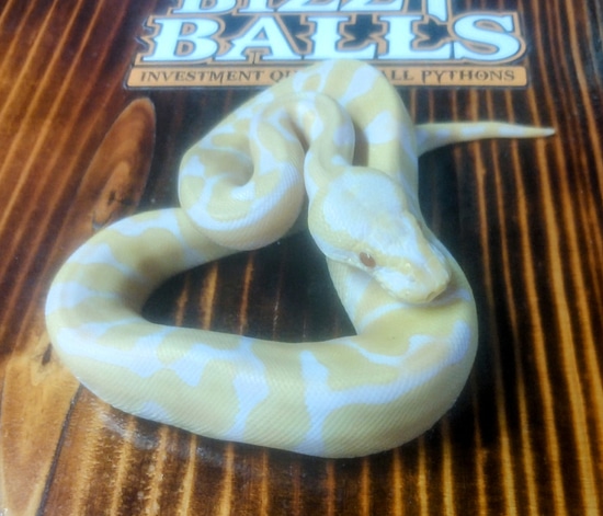 Candy Albino Ball Python by Bizzy Balls