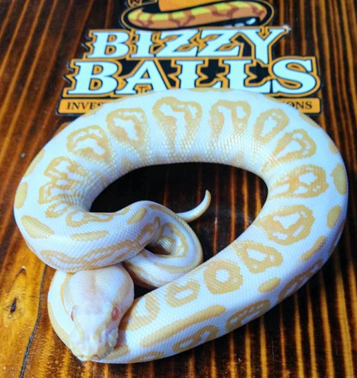 Albino Black Pastel Ball Python by Bizzy Balls