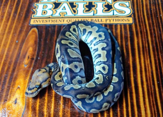 Super Orange Dream Clown Ball Python by Bizzy Balls