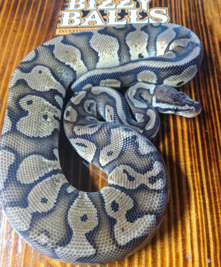 Pastel Redstripe 66% Het Clown Ball Python by Bizzy Balls