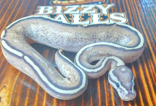 Super Spark Ball Python by Bizzy Balls