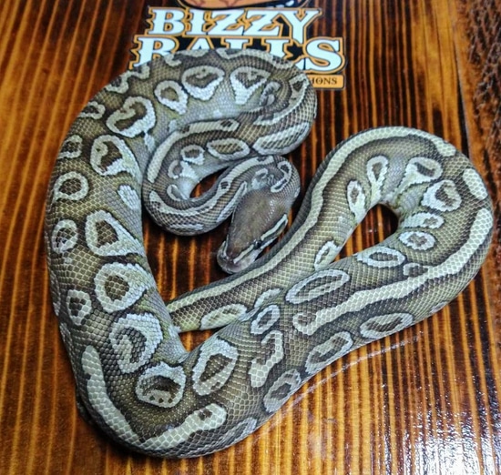 Hurricane Lesser Ball Python by Bizzy Balls