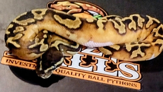 Hurricane Leopard Enchi Blaze Pied Ball Python by Bizzy Balls