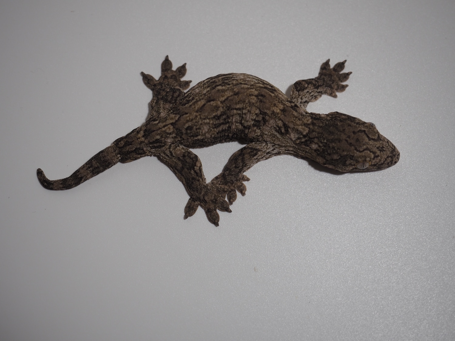 GT Poindimie/Yate X Type C Leachianus Gecko by Lucky Leachies - MorphMarket