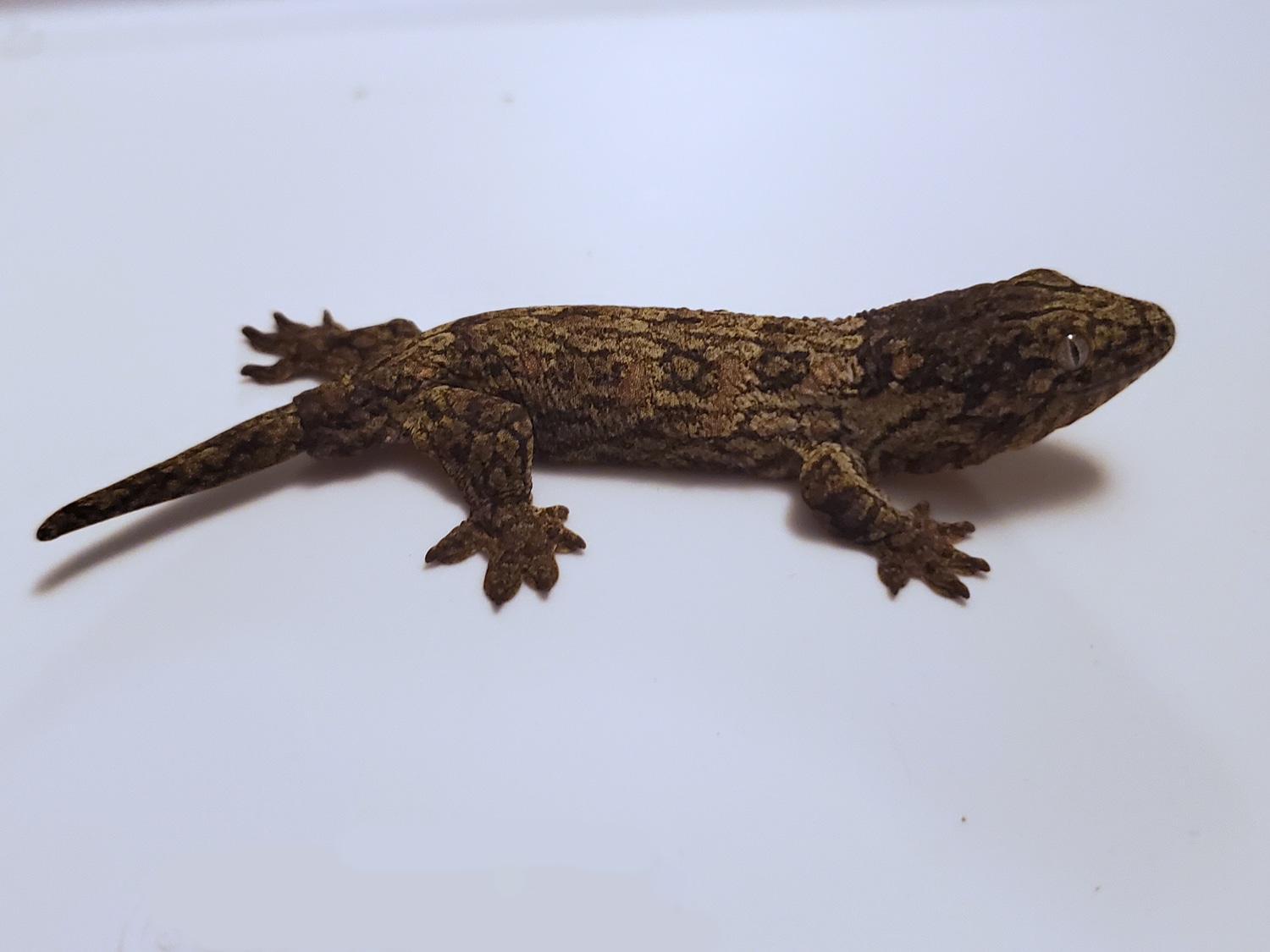 GT Poindimie/Yate X Type C Leachianus Gecko by Lucky Leachies - MorphMarket
