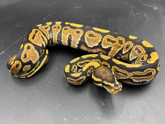 Lace Het Clown Ball Python by DJM Reptiles