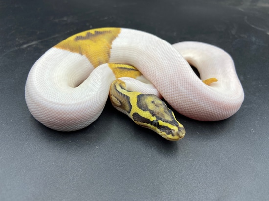 Hypo Pied Ball Python by DJM Reptiles