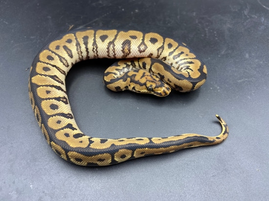 Spotnose Clown Ball Python by DJM Reptiles