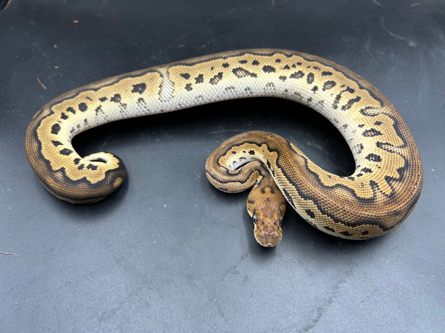 Blackhead Clown Ball Python by DJM Reptiles - MorphMarket