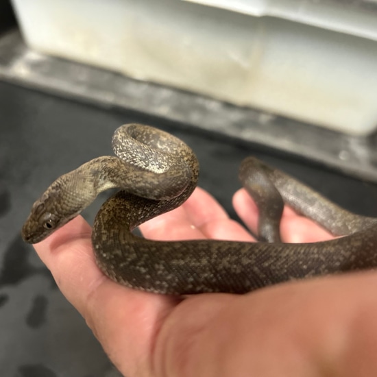 Macklots Python Macklot's Python by DJM Reptiles