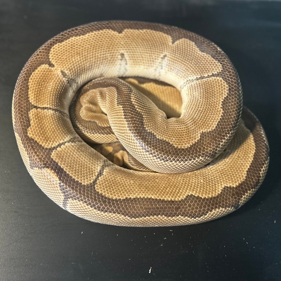 Clown Ball Python by DJM Reptiles